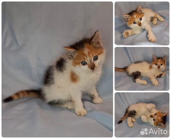 Котёнок в дар