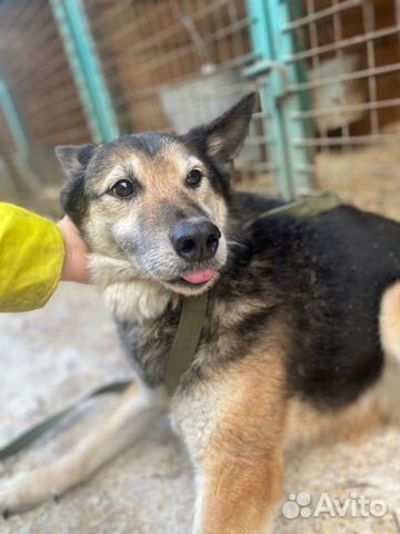 Надеемся пристроить Зайчика