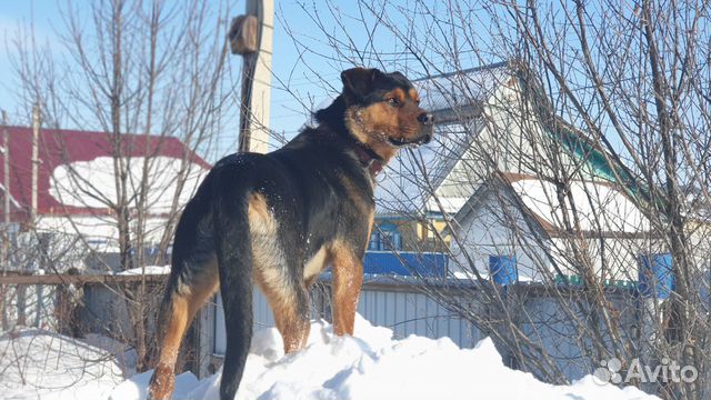 Отдам в добрые руки собаку (Малховер) 3 года