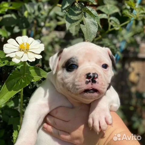 Американский бульдог щенки