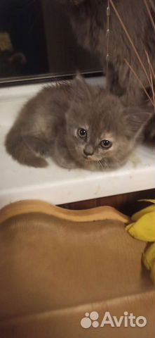 Кошечка и щенки