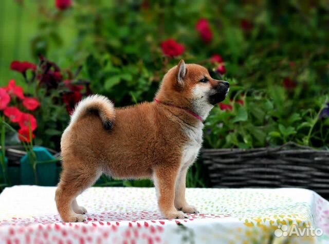 Сибята (сиба ) щенки