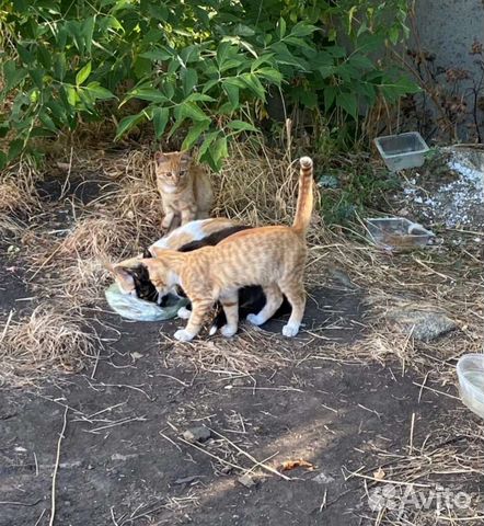 Кошка и котята ищут дом