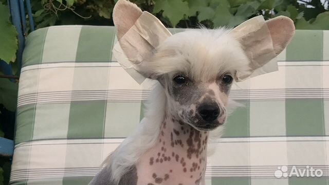 Элайн (Ксоло Клаб Элайн) голый кобель