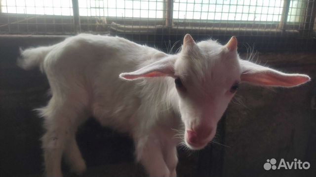 Продаются козы молочной породы и козлята