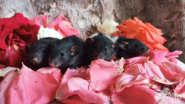 Крысята дамбо