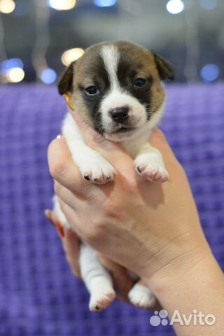 Щенок Джек Рассел - классный мальчик