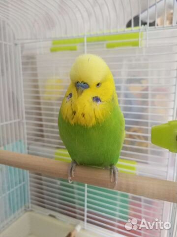 Попугай ввп чех самец 2 года с клеткой