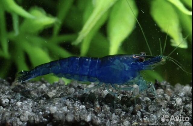Креветка синяя blue dream