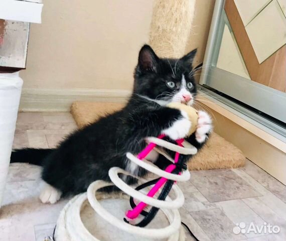 Котенок в добрые руки