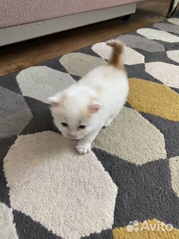 Персидские котята