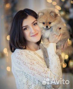 Померанский шпиц