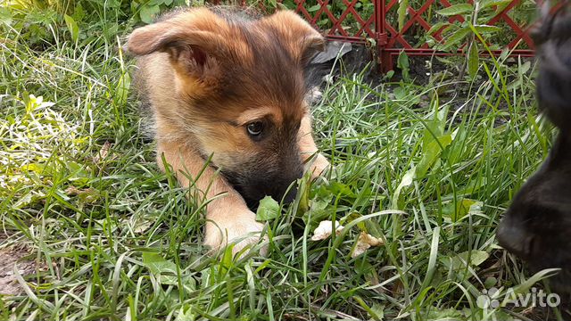 Щенок в дар