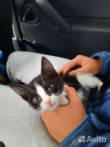 Кошка в дар