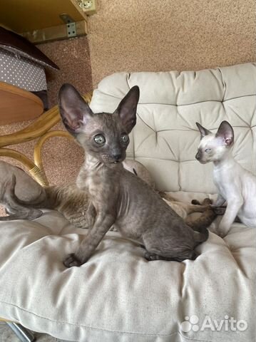Котята корниш-рекс