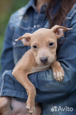 Рыжая амстаффка девочка