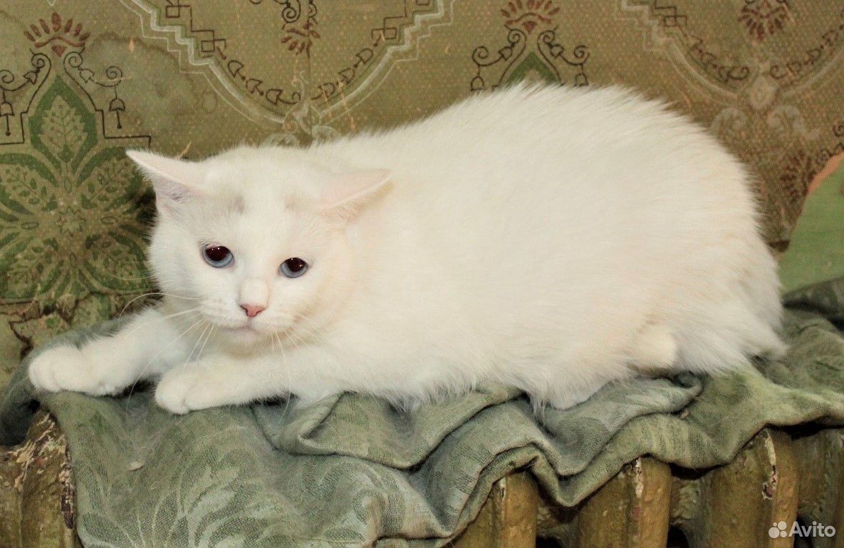 Кошечка Жасмин