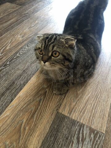 Шотландская ищет кота на вязку