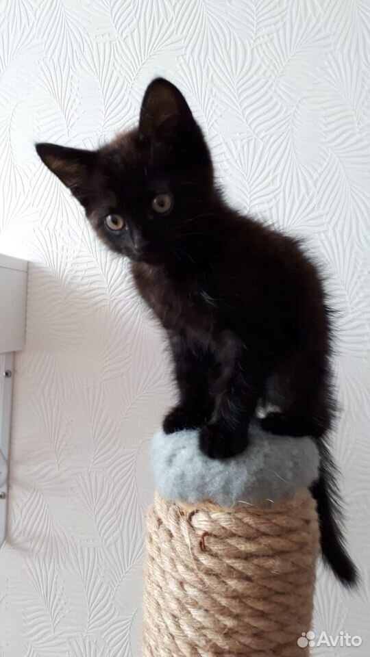 Котенок черный мальчик Изюм 2мес