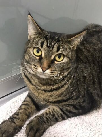 Полосатая кошечка Фая в дар