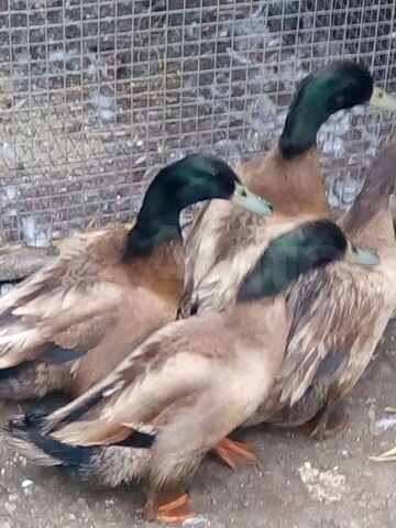 Хаки Кемпбелл селезень