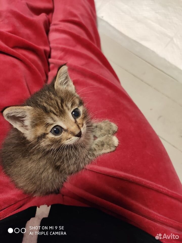 Котёнок Сильва