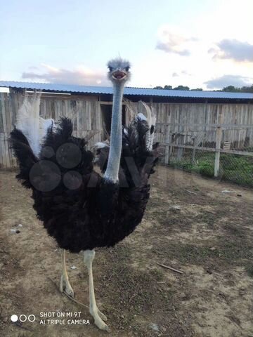 Севастополь