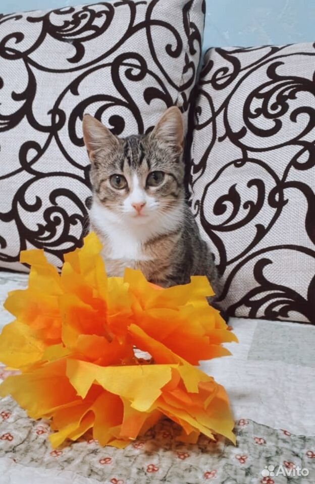 Котенок Лемурочка в добрые руки