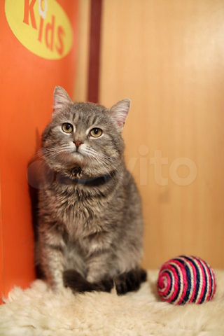 Михаил. Благородный кот в добрые руки