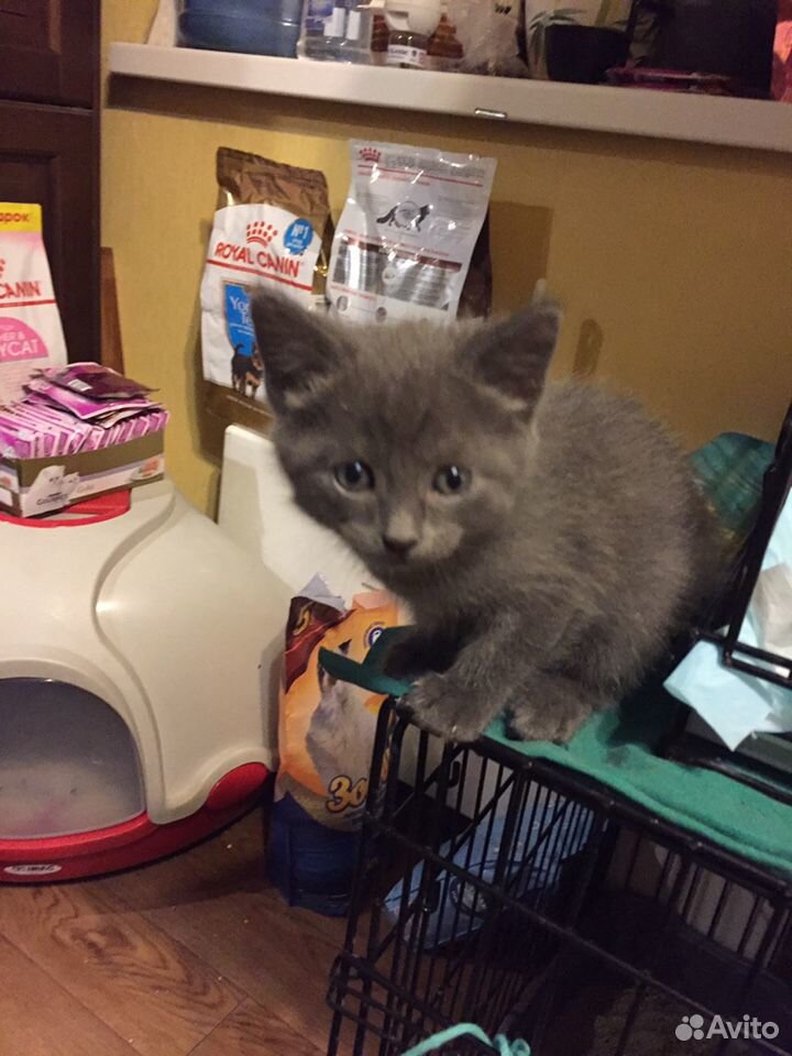 Котенок Вальтер 1,5 месяца