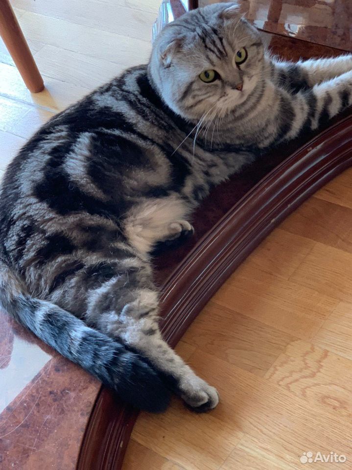 Шотландская Вязка кот