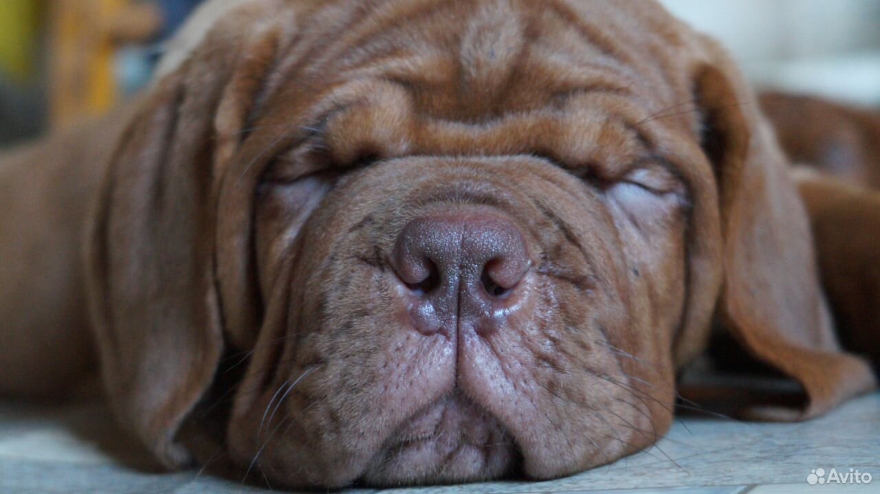 Щенок Бордоского дога