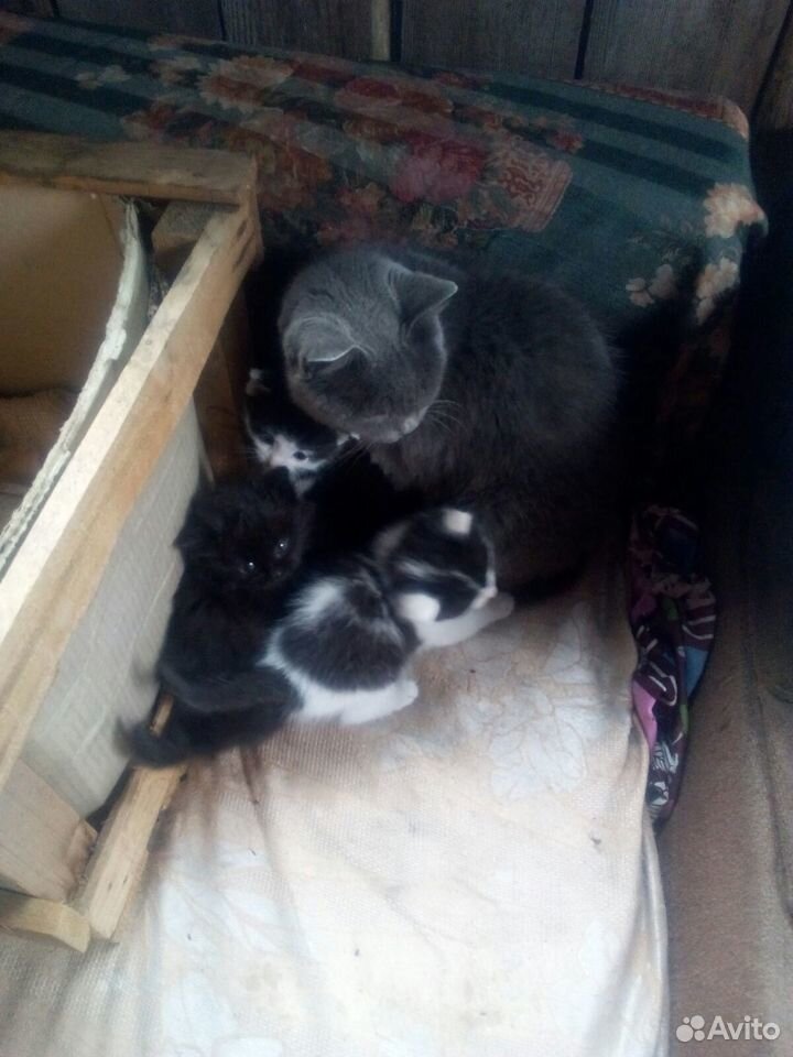 Милые, очаровательные черный котик и пестрая кошеч