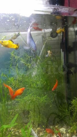 Аквариум в полном комплекте