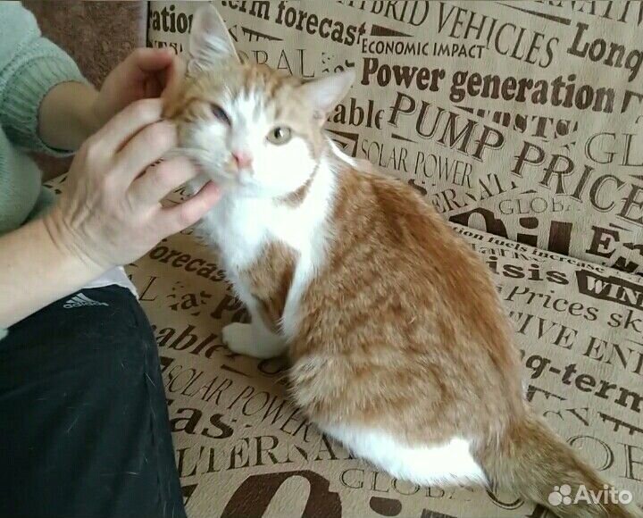Котик Бублик 1 год в самые добрые и понимающие руч