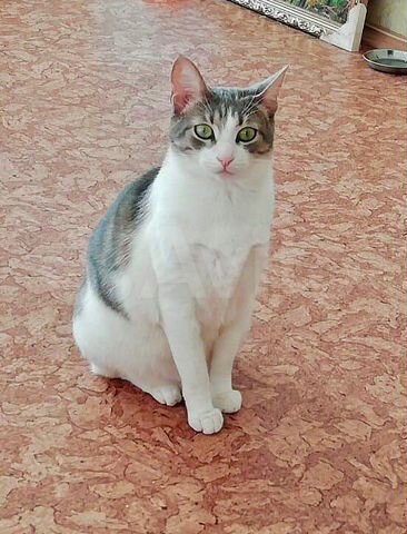 Юная славная кошка по имени Сима в дар