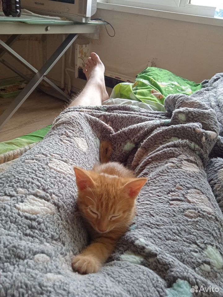 Кот рыжего цвета, очень забавный и милый похож на