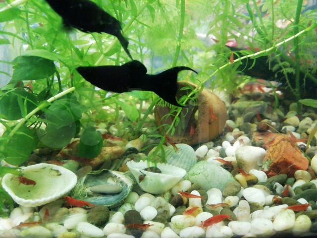 Моллинезии, растения