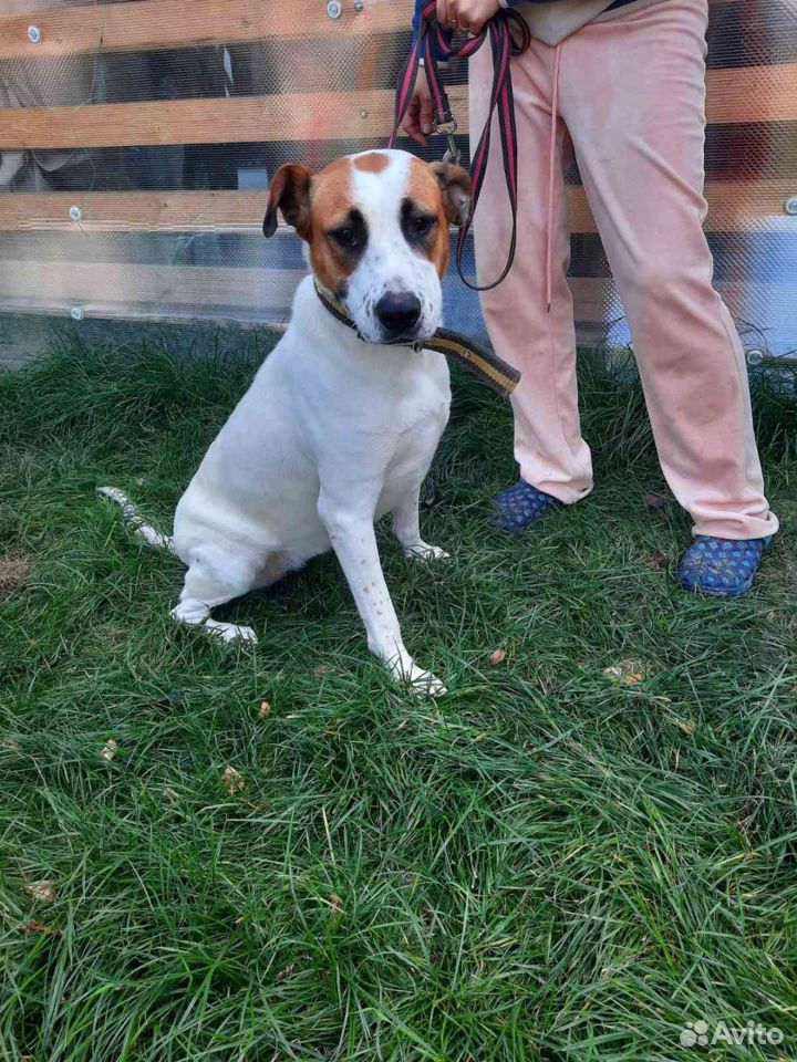 Кнопа в добрые руки