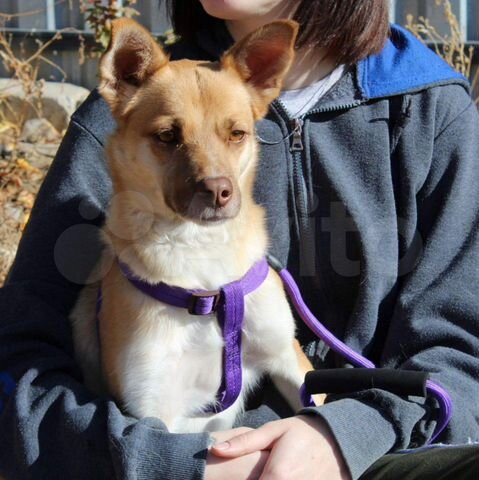 Тяпа в добрые руки