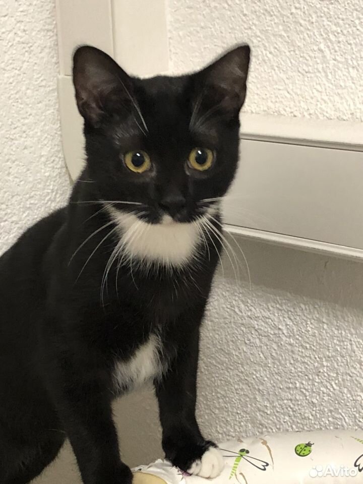 Котёнок маркизик