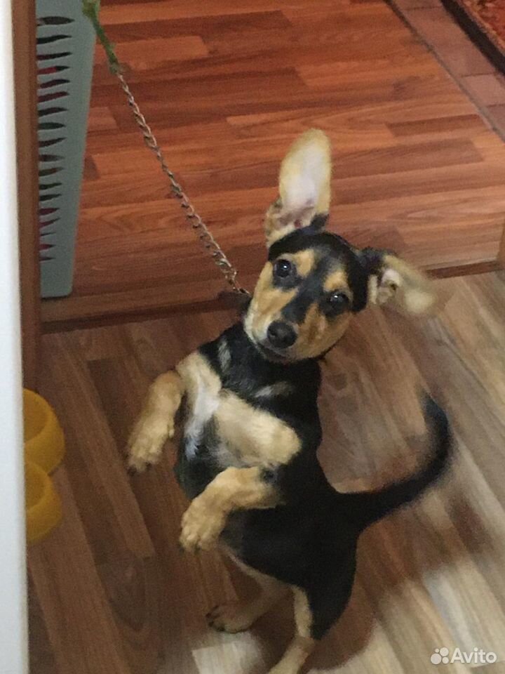 Собачка в добрые руки