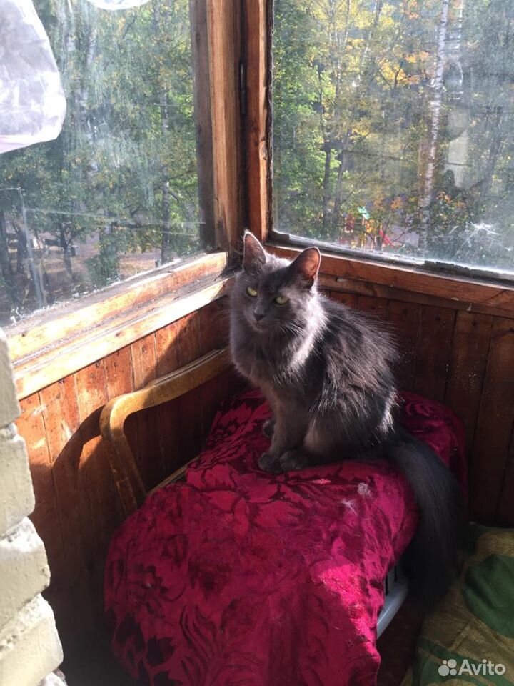 Пушистая малышка ищет дом