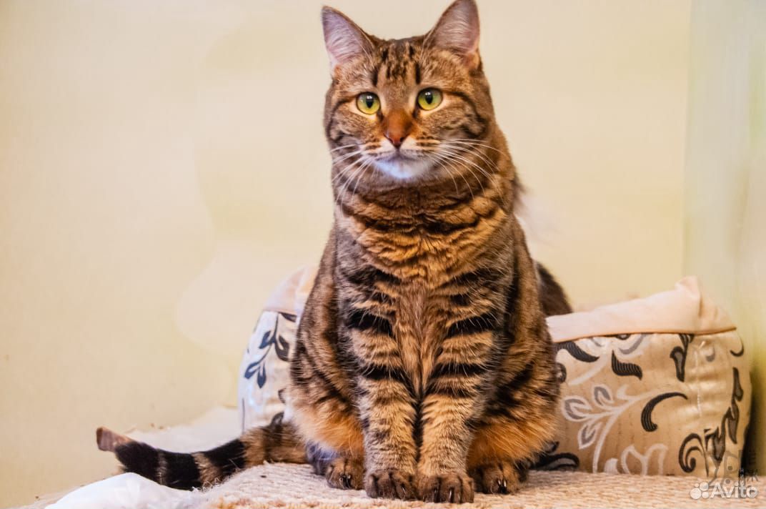 Клео в добрые руки